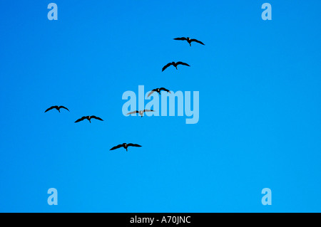 Birds in a vee formation. V formation of birds. Flying birds: migration ...