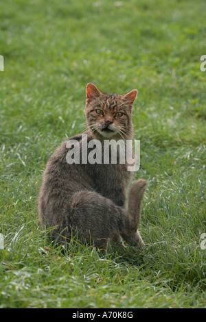 Scottish Wildcat (Felix syvestris Stock Photo - Alamy