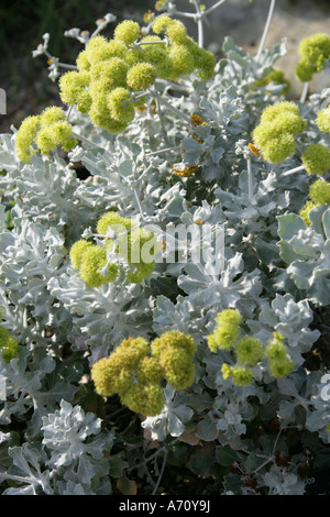 Conejo Buckwheat or Saffron Buckwheat, Eriogonum crocatum, Polygonaceae ...
