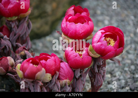 Turkish Peony, Paeonia turcica, Paeoniaceae, a Rare Peony from Turkey ...