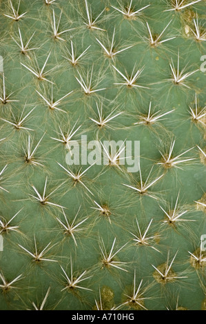 Opuntia scheeri Cactaceae Mexico Stock Photo - Alamy