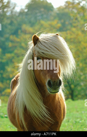 Chestnut Shetland Pony Stock Photo - Alamy