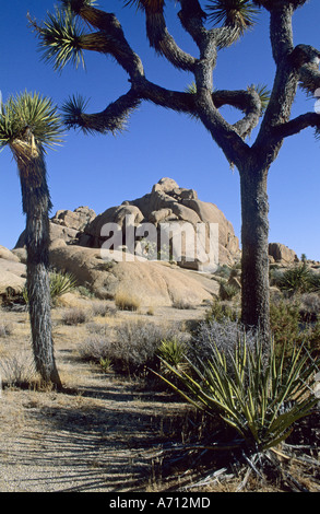 Joshua Tree National Park Stock Photo - Alamy