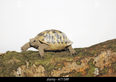 tortoise / Testudinidae spp Stock Photo - Alamy
