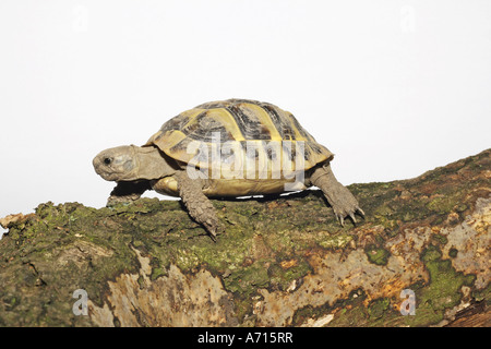 tortoise / Testudinidae spp Stock Photo - Alamy