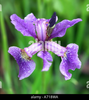 Iris flower with water droplets on petals - closeup Stock Photo - Alamy