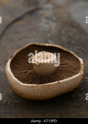 Close-up still life of large mushrooms on plain background, natural ...
