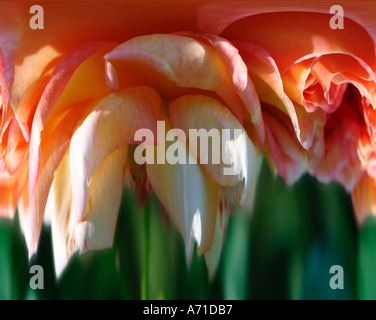 A distorted pink rose Stock Photo - Alamy