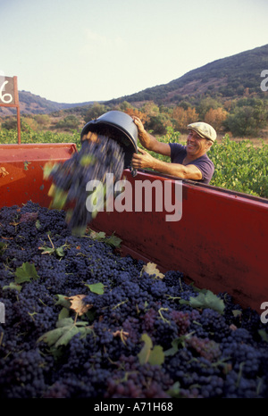 FRANCE, Generic France French Grapes Stock Photo - Alamy