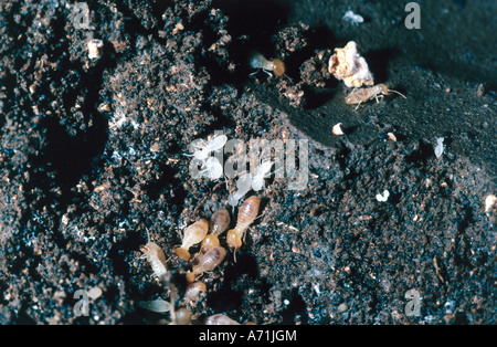 zoology / animals, insects, termite, (Isoptera), termite hill, in ...