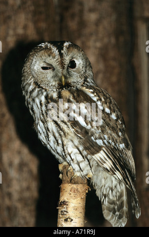 zoology / animals, avian / bird, Tawny Owl, (Strix aluco), sitting on ...