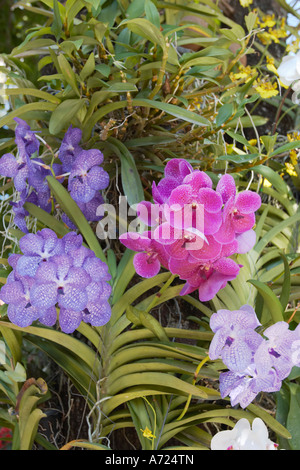 natural orchids in Thailand Stock Photo - Alamy