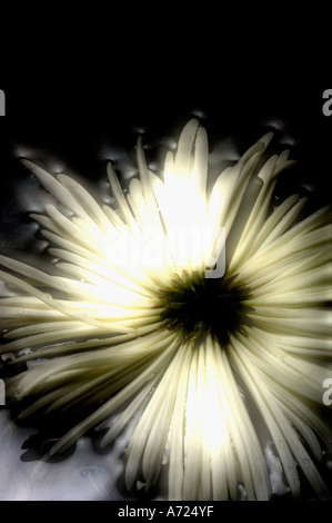 Daisy flower floating in a pool of water Stock Photo - Alamy