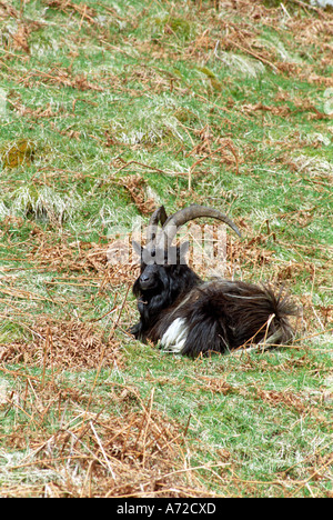 Wild Goat West Coast Scotland male goat grazing roadside Stock Photo ...