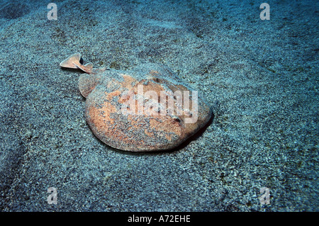 Torpedo Ray (Torpedo sp), an electric ray on ocean floor, Komodo Island ...