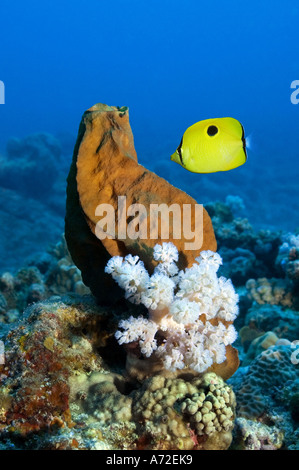 Butterflyfish chaetodon swimming near red pocillopora and yellow ...