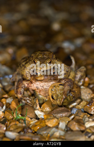 Common toads, mating in the uk Stock Photo - Alamy