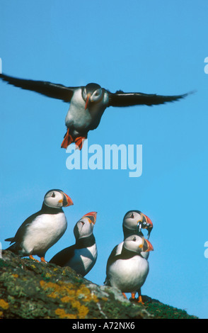 A close-up of an Atlantic puffin landing on a rocky outcrop with a ...