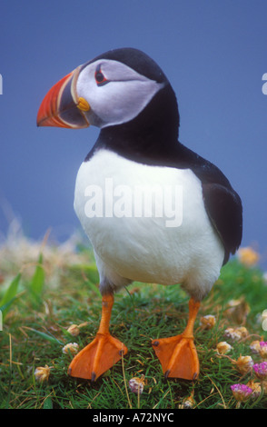 Atlantic puffin (Fratercula arctica) portrait with beak open/calling ...