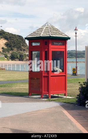 New Zealand North Island Pahia Morning sun lights Silver Tree Ferns in ...
