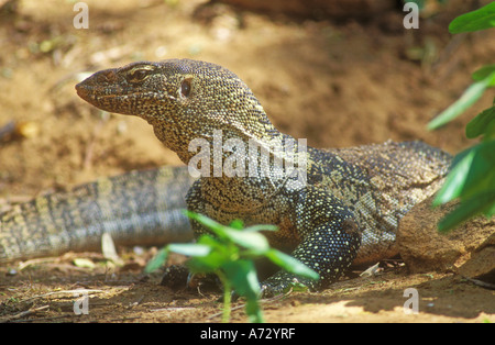 Monitor Lizard close up in bangkok Stock Photo - Alamy