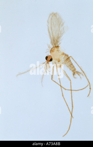 Phlebotomus perniciosus male Mediterranean sandfly vector of canine and ...