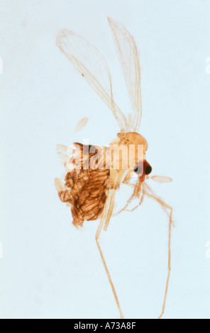 Phlebotomus perniciosus female Mediterranean sandfly vector of canine ...