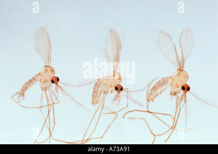 Male Sandfly Phlebotomus spp Diptera Psychodidae vector of canine human ...