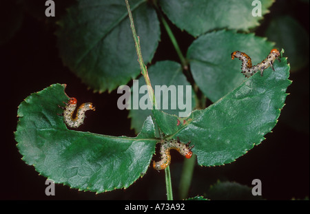 Arge rosae Hymenoptera Tenthredinidae larva the European rose sawfly ...