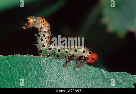 Arge rosae Hymenoptera Tenthredinidae larva the European rose sawfly ...