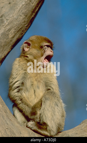 Barbary macaque (Macaca sylvanus), juvenile, captive, occurring in ...