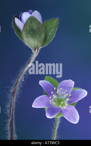 round-lobed hepatica (Hepatica americana Stock Photo - Alamy