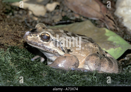 Mountain chicken, Leptodactylus fallax Stock Photo - Alamy