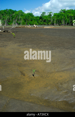 Mouth of river on Matapalo Beach, Puntarenas Province, Cenral Pacific ...