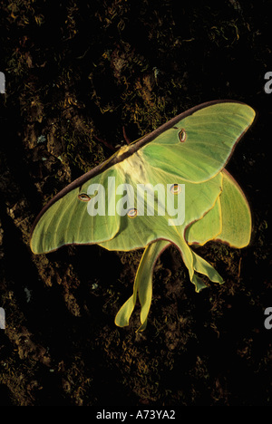 Luna moths mating Stock Photo - Alamy