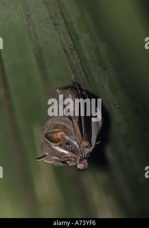 Tent Building Bat (Uroderma bilobatum Stock Photo - Alamy