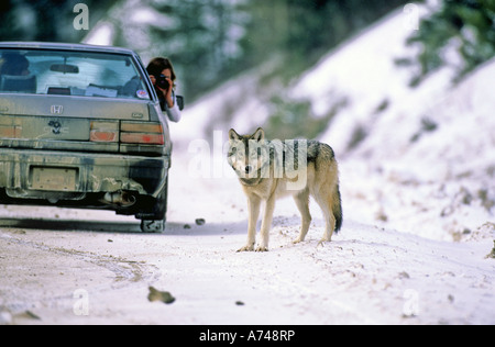 Wild Wolf walking forward Stock Photo: 6843582 - Alamy