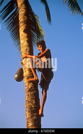 Toddy Tapper of India Stock Photo - Alamy