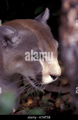 CA, Belize. Puma in the Cockscomb Basin Jaguar Preserve Stock Photo - Alamy