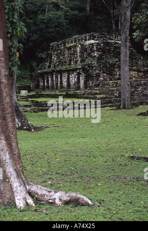 Mexico, Chiapas, Ocosingo, Yaxchilan Mayan Ruins. Visitor & ceiba tree ...