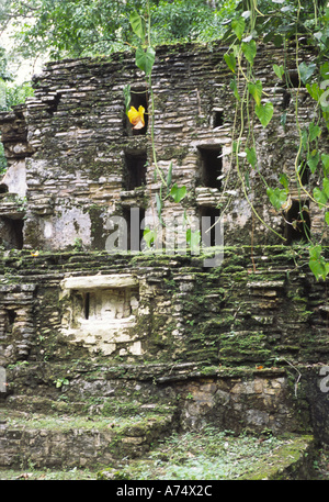 Mexico, Chiapas, Ocosingo, Yaxchilan Mayan Ruins. Visitor & ceiba tree ...