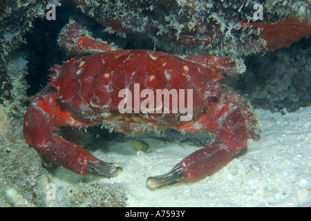 Splendid Round Crab, Etisus splendidus Stock Photo - Alamy