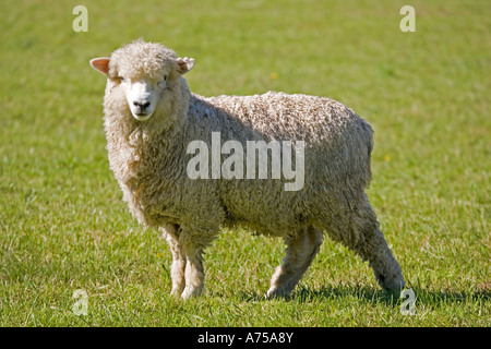 Portrait unshorn Merino sheep Mackenzie Country South Island New ...