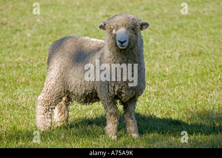 Portrait unshorn Merino sheep Mackenzie Country South Island New ...