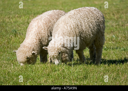 Portrait unshorn Merino sheep Mackenzie Country South Island New ...