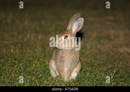The introduced and very invasive European rabbit (Oryctolagus cuniculus ...