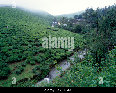 TEA PLANTATIONS IN PEERUMEDU IDUKKI KERALA Stock Photo - Alamy