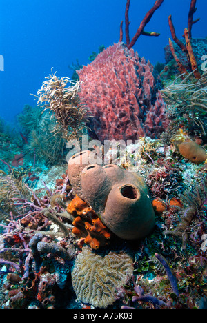 Key West sponges Stock Photo - Alamy