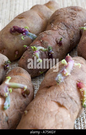Second early Anya seed potatoes chitting Stock Photo - Alamy