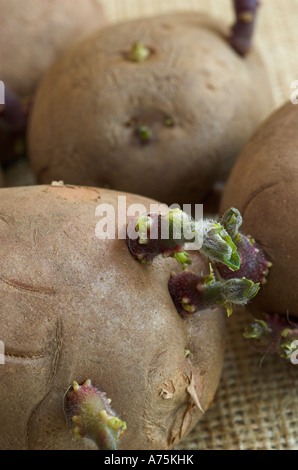 Main crop Desiree seed potatoes chitting Stock Photo - Alamy